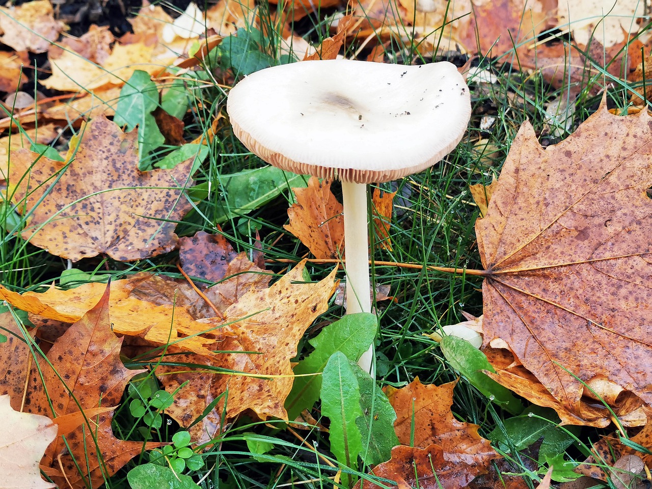 Mushroom Fall Autumn - Free photo on Pixabay - Pixabay