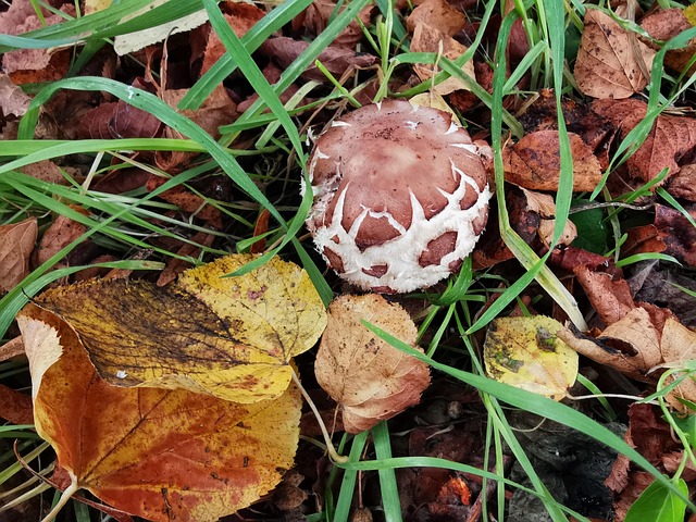 Mushroom Fall - Free photo on Pixabay - Pixabay