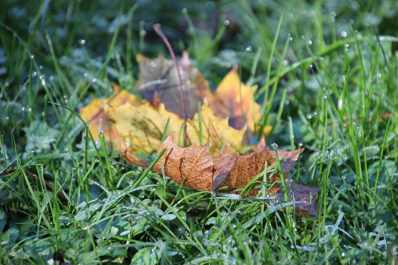 Meadow Grass Nature - Free photo on Pixabay