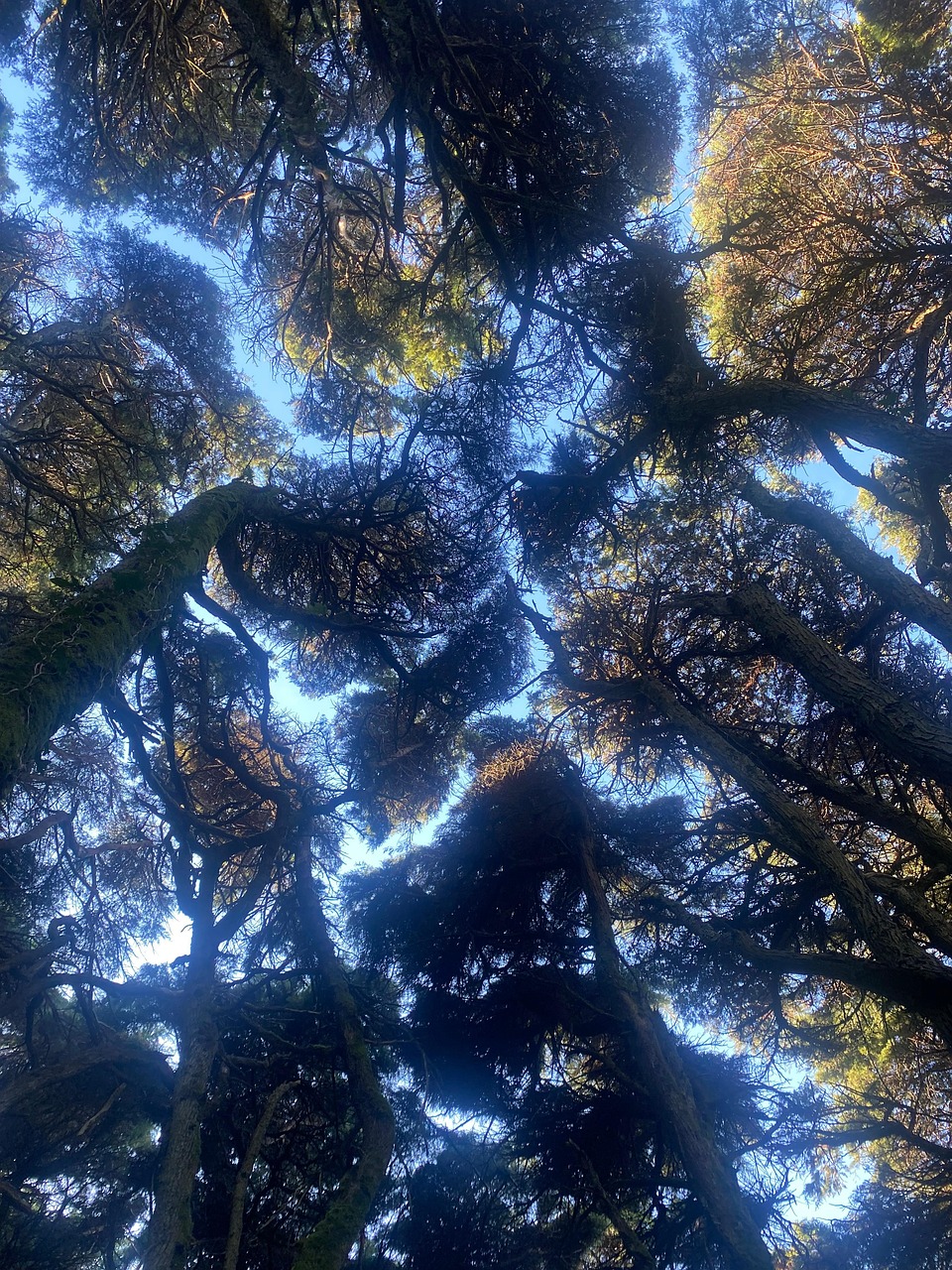 Trees Canopy Pine - Free photo on Pixabay - Pixabay
