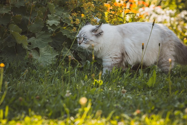 Cat Garden Outdoors - Free photo on Pixabay