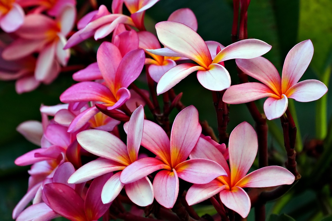 900+ Free Plumeria Kvety & Plumeria Photos - Pixabay