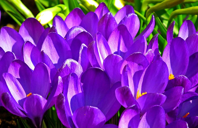 Crocuses Flowers Spring - Free photo on Pixabay