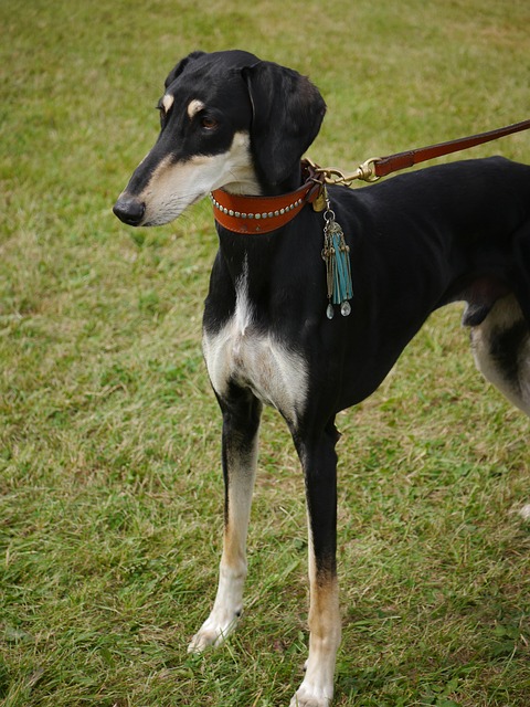Black And Tan Saluki