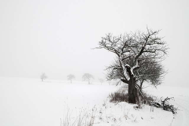 Black Metal Snow Tree - Free photo on Pixabay - Pixabay