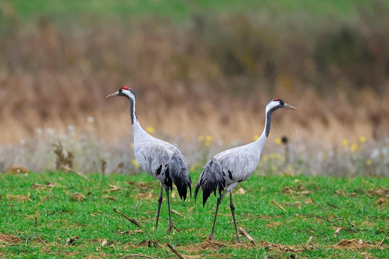 Aves Grullas Comunes - Foto gratis en Pixabay