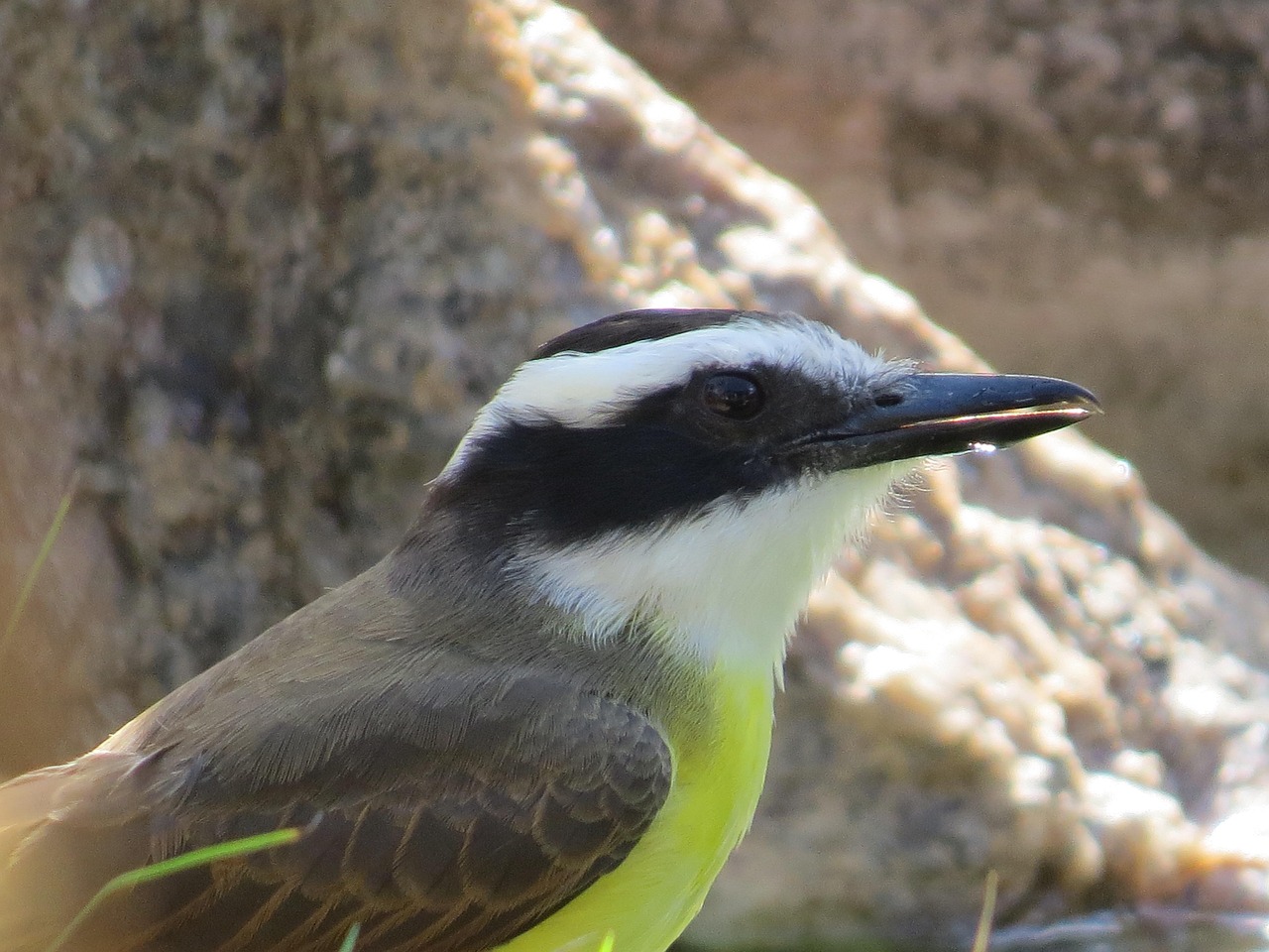 I Saw You Bird Nature - Free photo on Pixabay - Pixabay