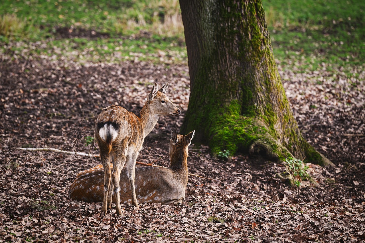 Cervo Natureza Animais Selvagens - Foto gratuita no Pixabay - Pixabay