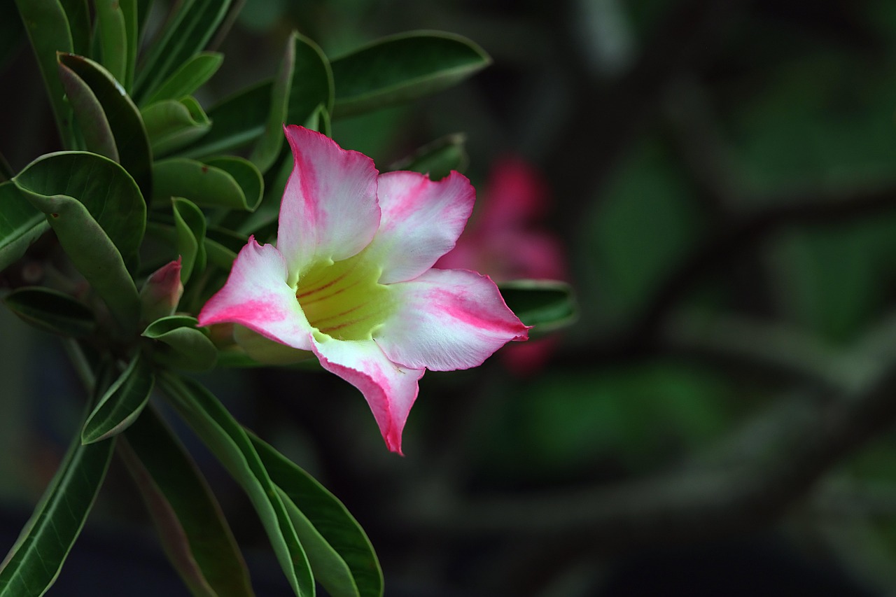 Flower Adenium Flora - Free photo on Pixabay - Pixabay
