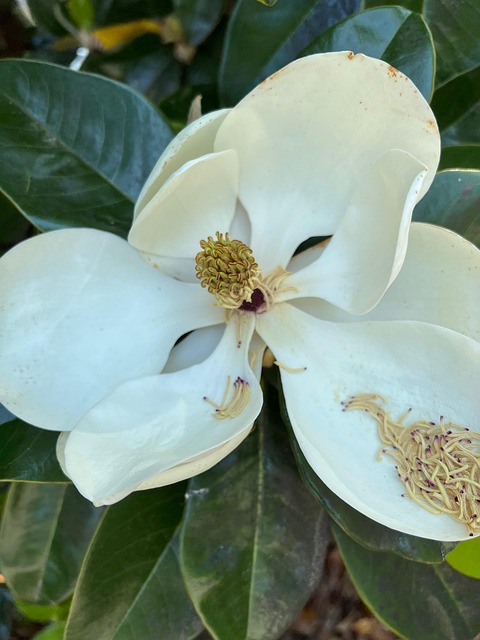 Magnolia Bunga Bloom - Foto gratis di Pixabay - Pixabay