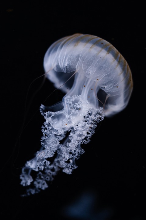 Japanese Sea Nettle Jellyfish - Free photo on Pixabay - Pixabay