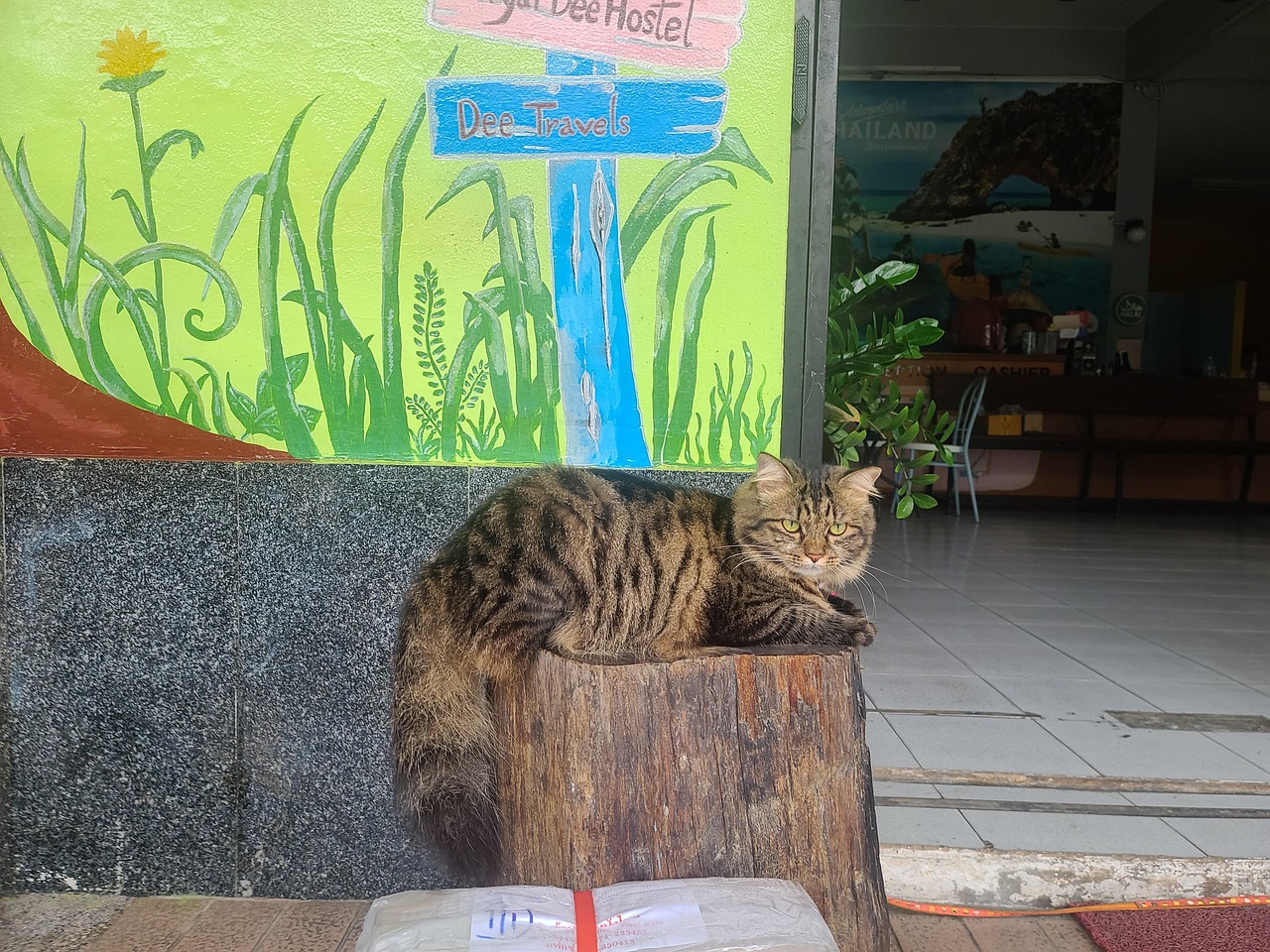 Street Cat Owner - Free photo on Pixabay - Pixabay