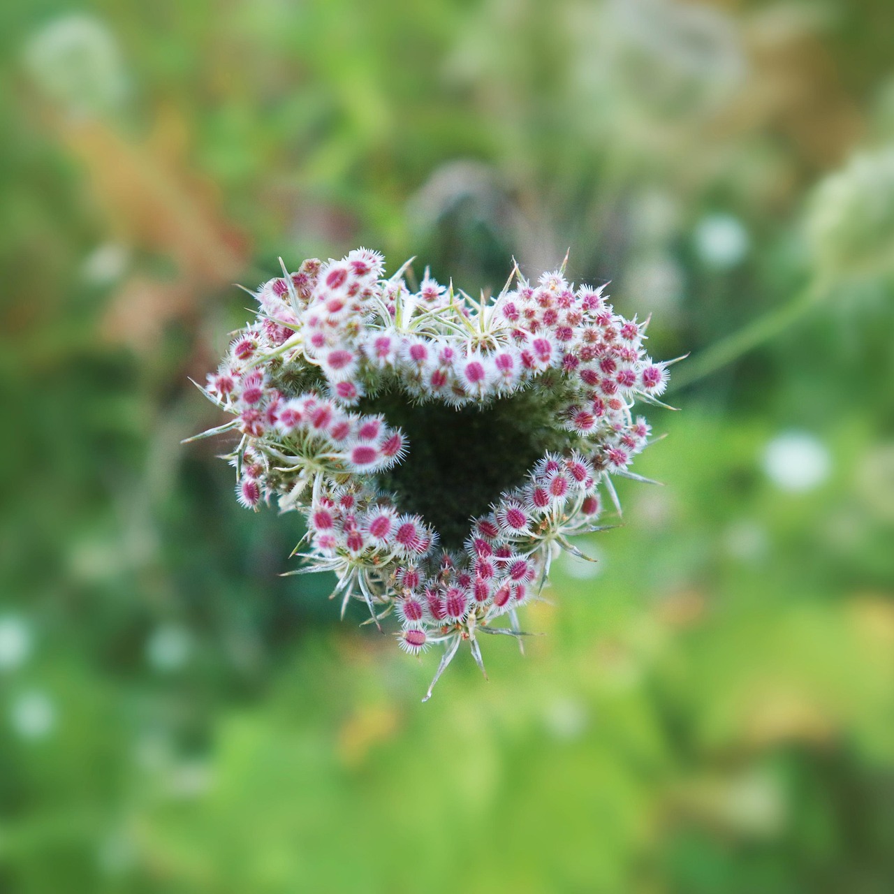 Queen Anne'S Lace Flowers Plant - Free photo on Pixabay - Pixabay