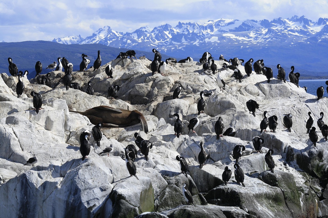 Beagle Channel Patagonian Penguins - Free photo on Pixabay - Pixabay