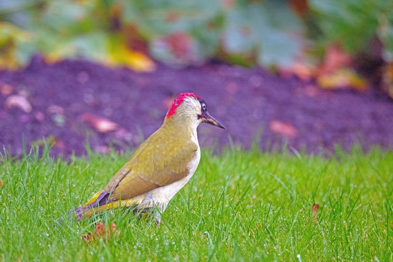 Pájaro Carpintero Verde - Foto gratis en Pixabay