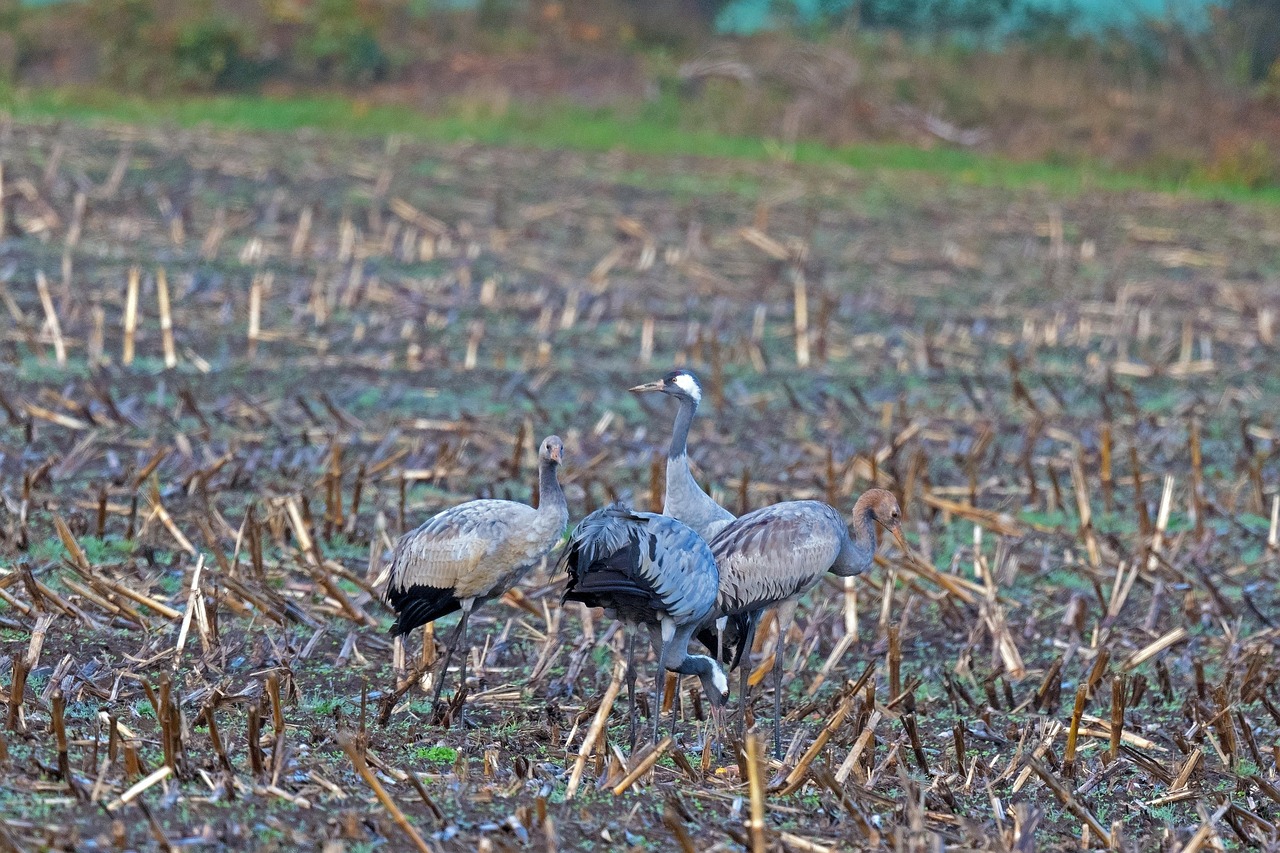 30,000+ Free Crane Bird & Crane Images - Pixabay