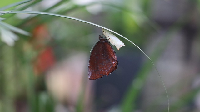 Kupu-Kupu Butterfly - Free photo on Pixabay - Pixabay