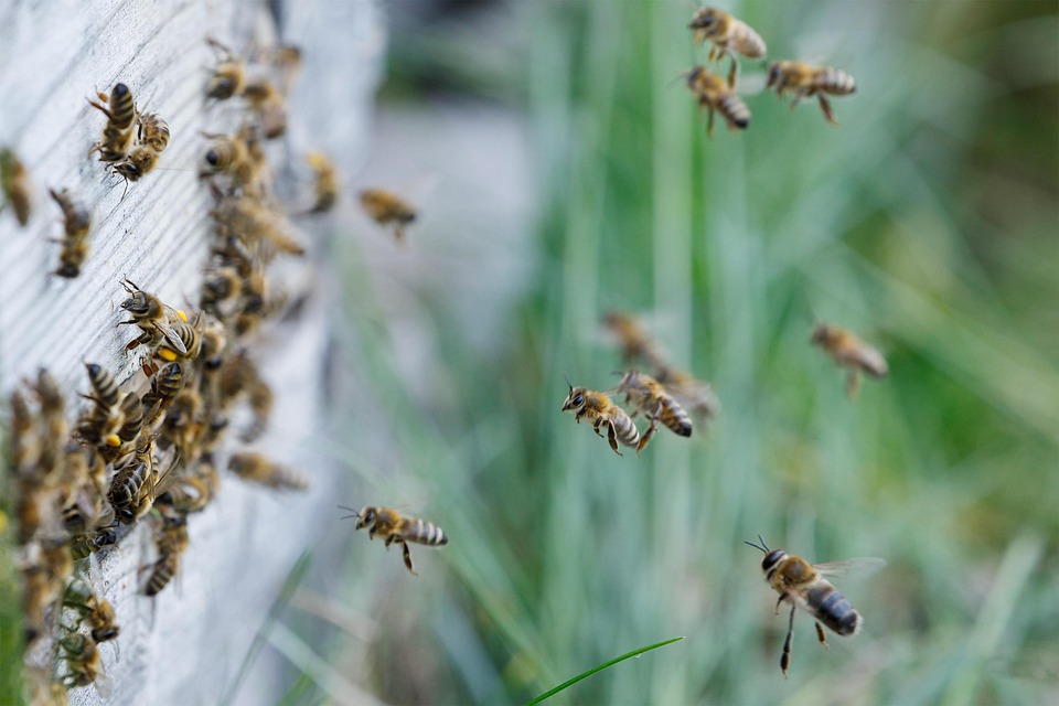 Bee Insects Beehive - Free photo on Pixabay
