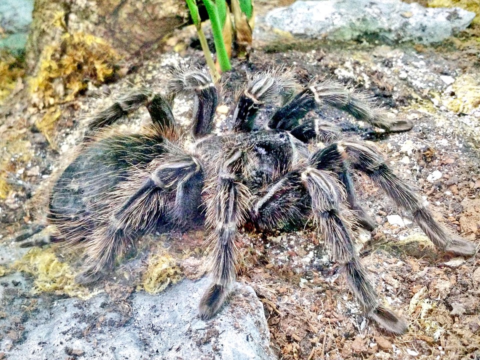 Tarantula Eight Legs - Free photo on Pixabay - Pixabay