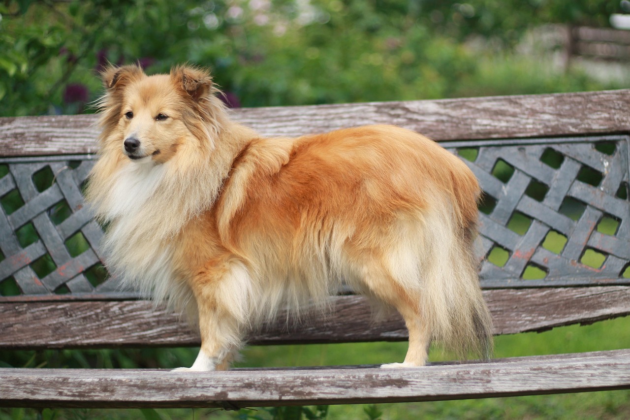 Sheltie Perro Animal Domestico - Foto gratis en Pixabay