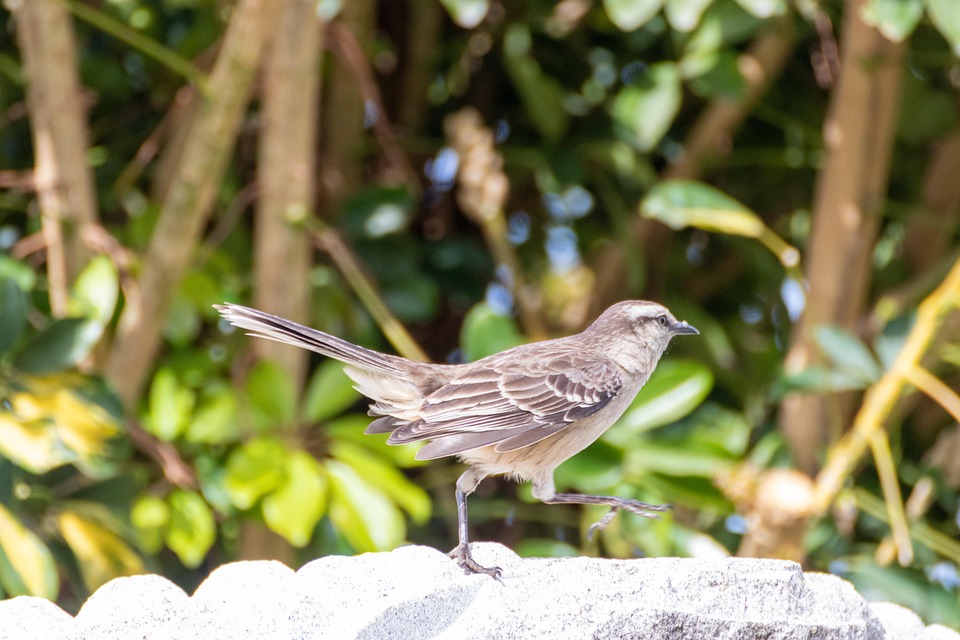 Mimus Saturninus 鳥 フライト - Pixabayの無料写真 - Pixabay