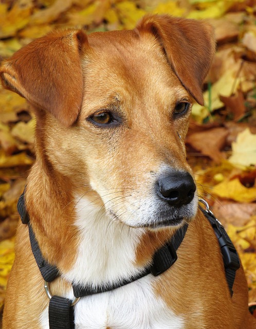 Dog Pet Canine - Free photo on Pixabay - Pixabay