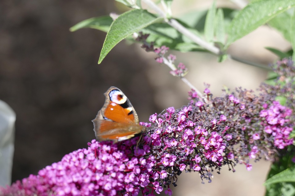 Perhonen Liila Puska - Ilmainen valokuva Pixabayssa - Pixabay
