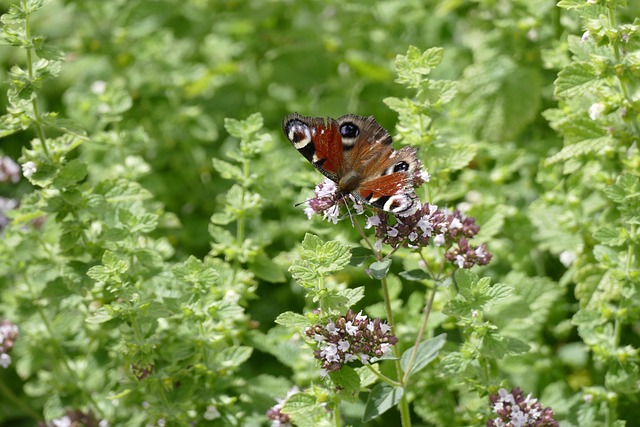 Papillon Fleur Féconder - Photo gratuite sur Pixabay - Pixabay