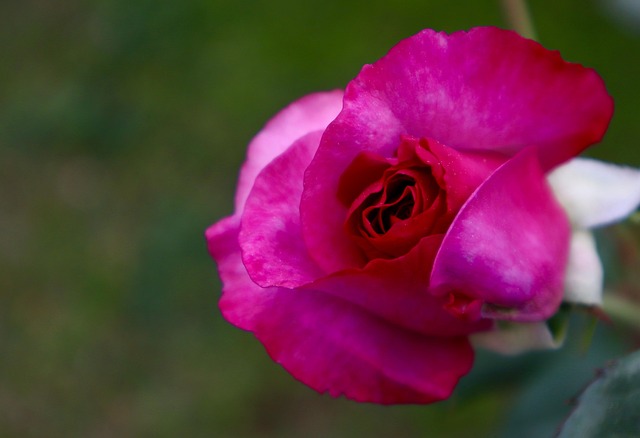 50 000+ ilmaista Ruusu & Ruusu Kukka kuvaa - Pixabay