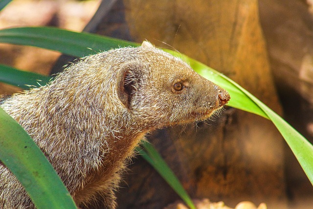 Animal Mouse Squirrel - Free photo on Pixabay