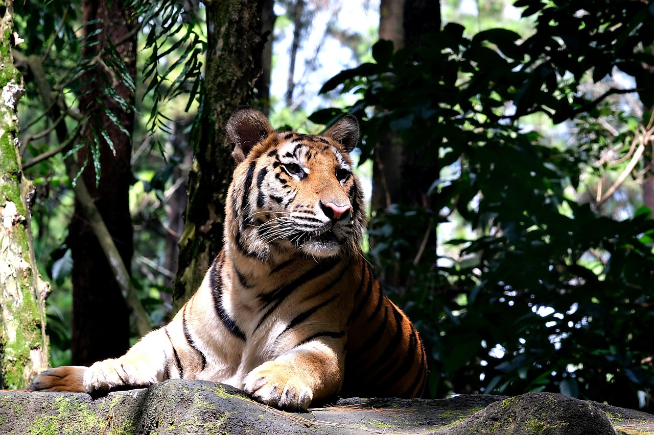 Tiger Animal Big Cat - Free photo on Pixabay - Pixabay