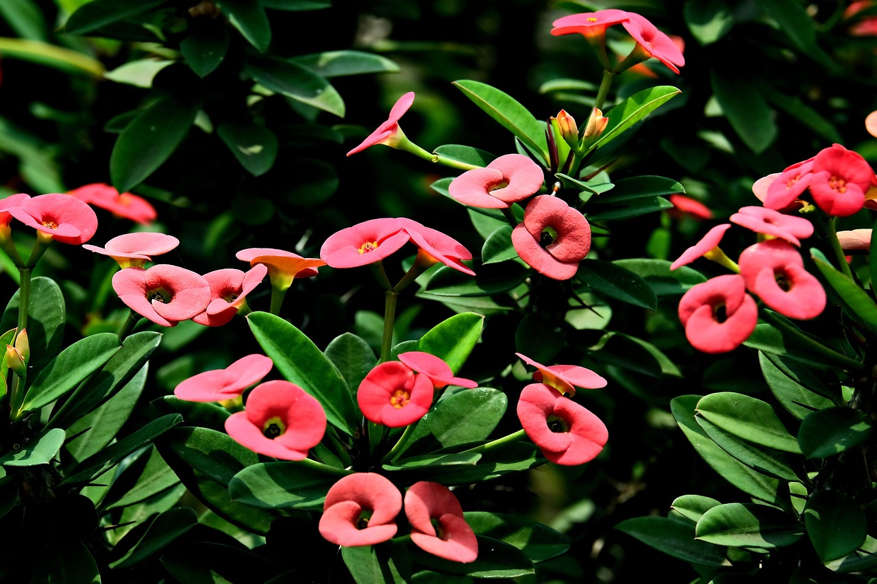 Queen Of Thorns Flowers Plant - Free photo on Pixabay - Pixabay