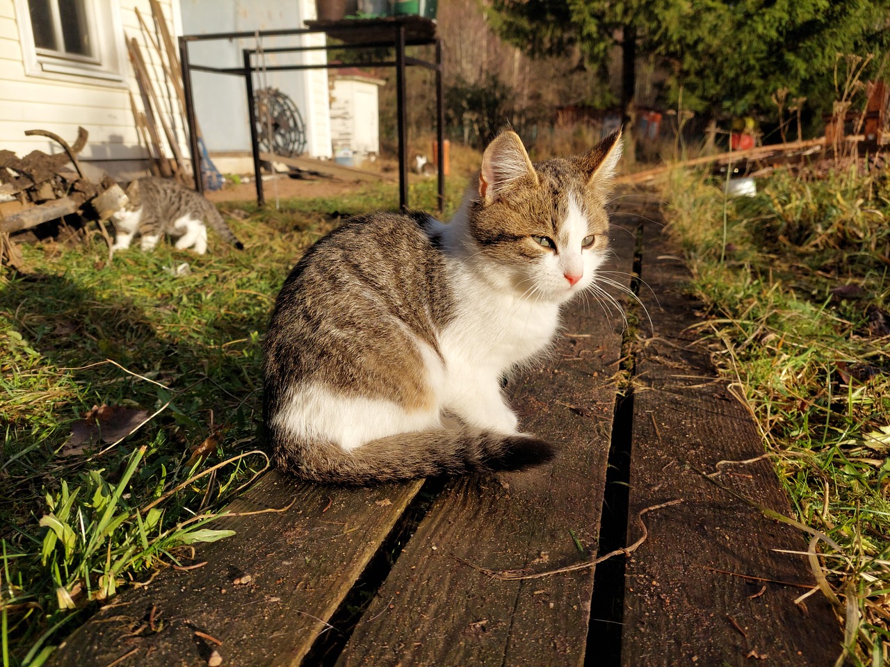 Kitty Kitten Autumn Free Photo On Pixabay Pixabay