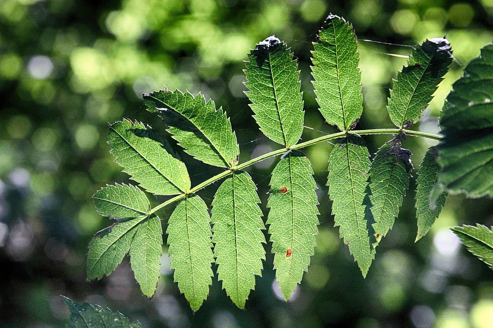 Farn Blatt Grün - Kostenloses Foto auf Pixabay