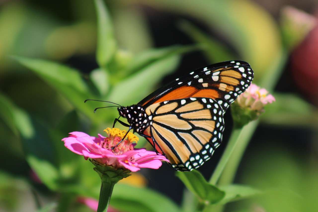 Mariposa Flor Polinizar - Foto gratis en Pixabay