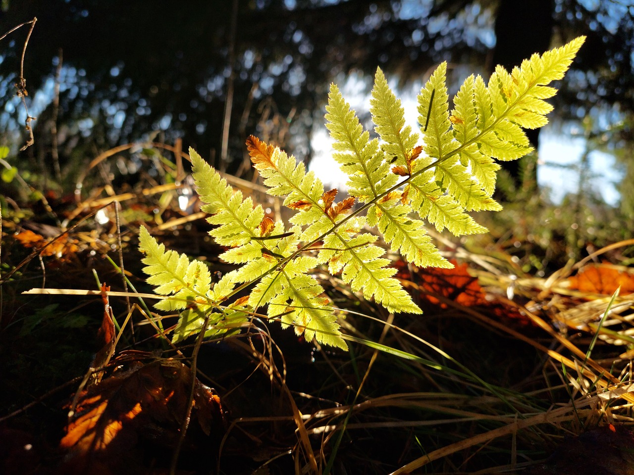 Farn Sonne Herbst - Kostenloses Foto auf Pixabay - Pixabay