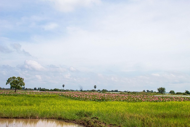 Lake Nature Khmer - Free photo on Pixabay - Pixabay