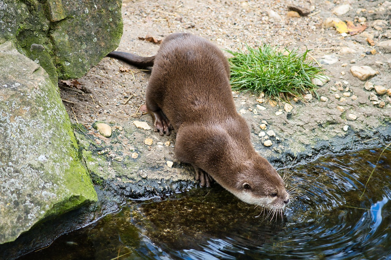 Otter Wasser Trinken - Kostenloses Foto auf Pixabay