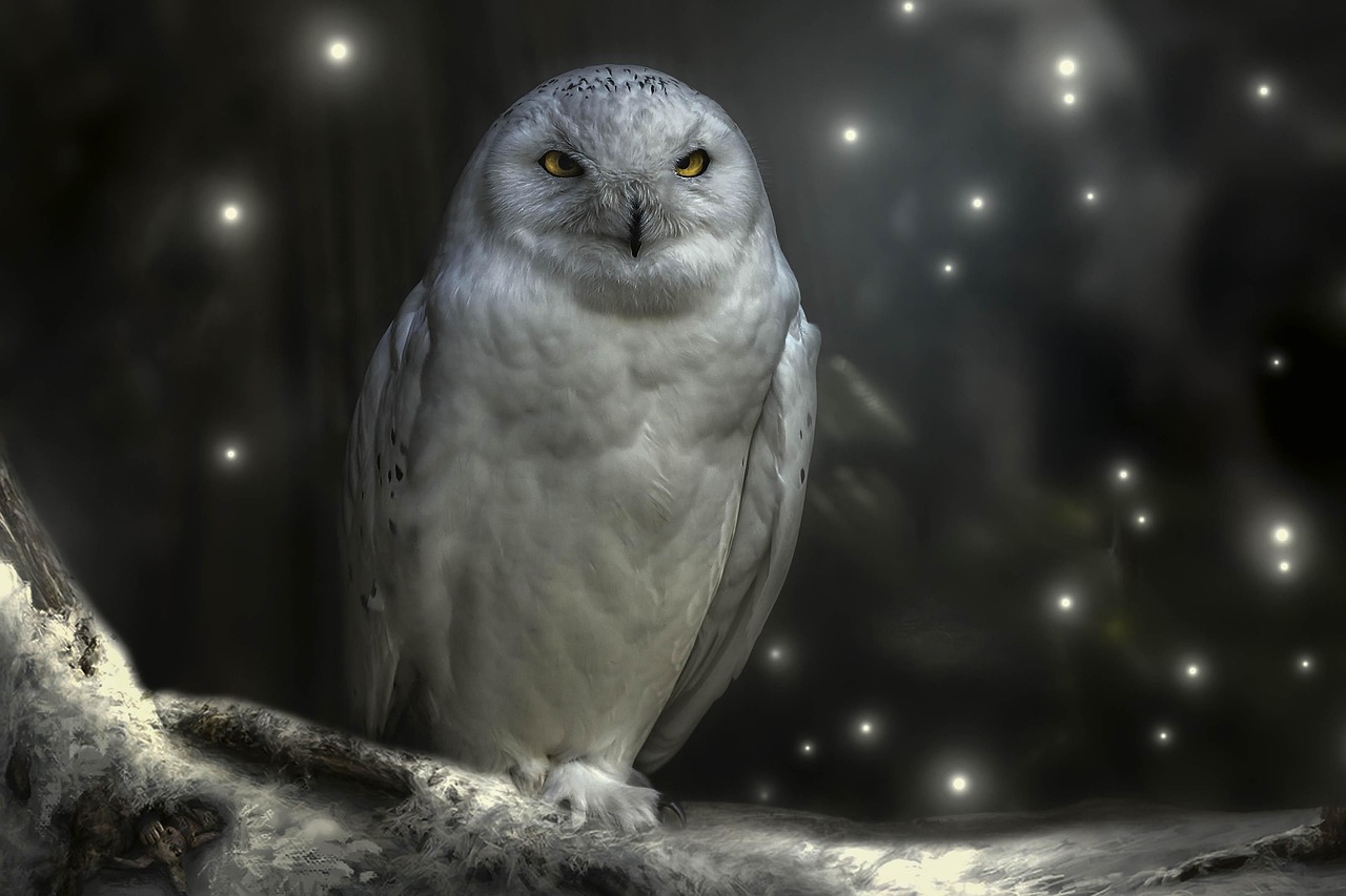 Owl Bird Perched - Free photo on Pixabay - Pixabay