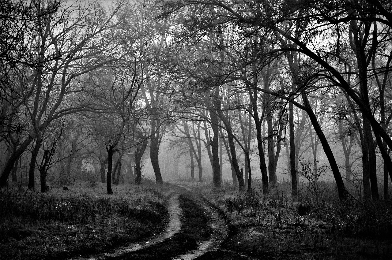 Forest Nature Path Free Photo On Pixabay