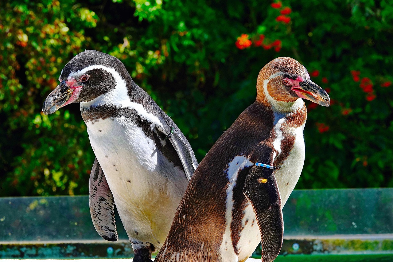 Pingüinos Aves Animales - Foto gratis en Pixabay - Pixabay