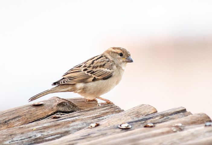 1,000+ Free Perched Sparrow & Sparrow Images - Pixabay