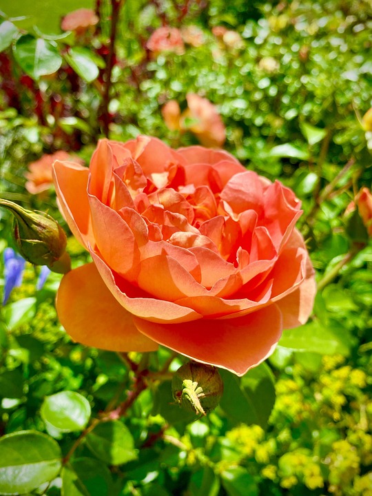 Rose Nature Rosaceae - Photo gratuite sur Pixabay - Pixabay