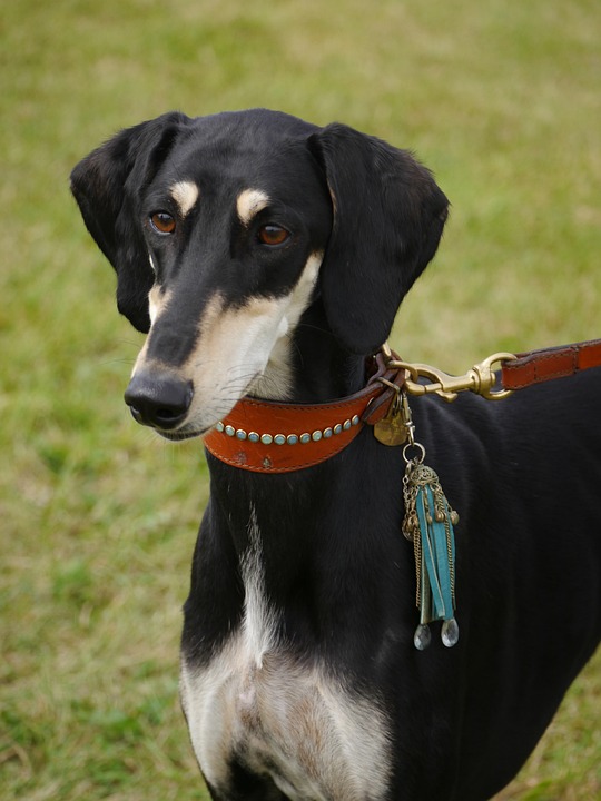 Saluki Greyhound Dog - Free photo on Pixabay
