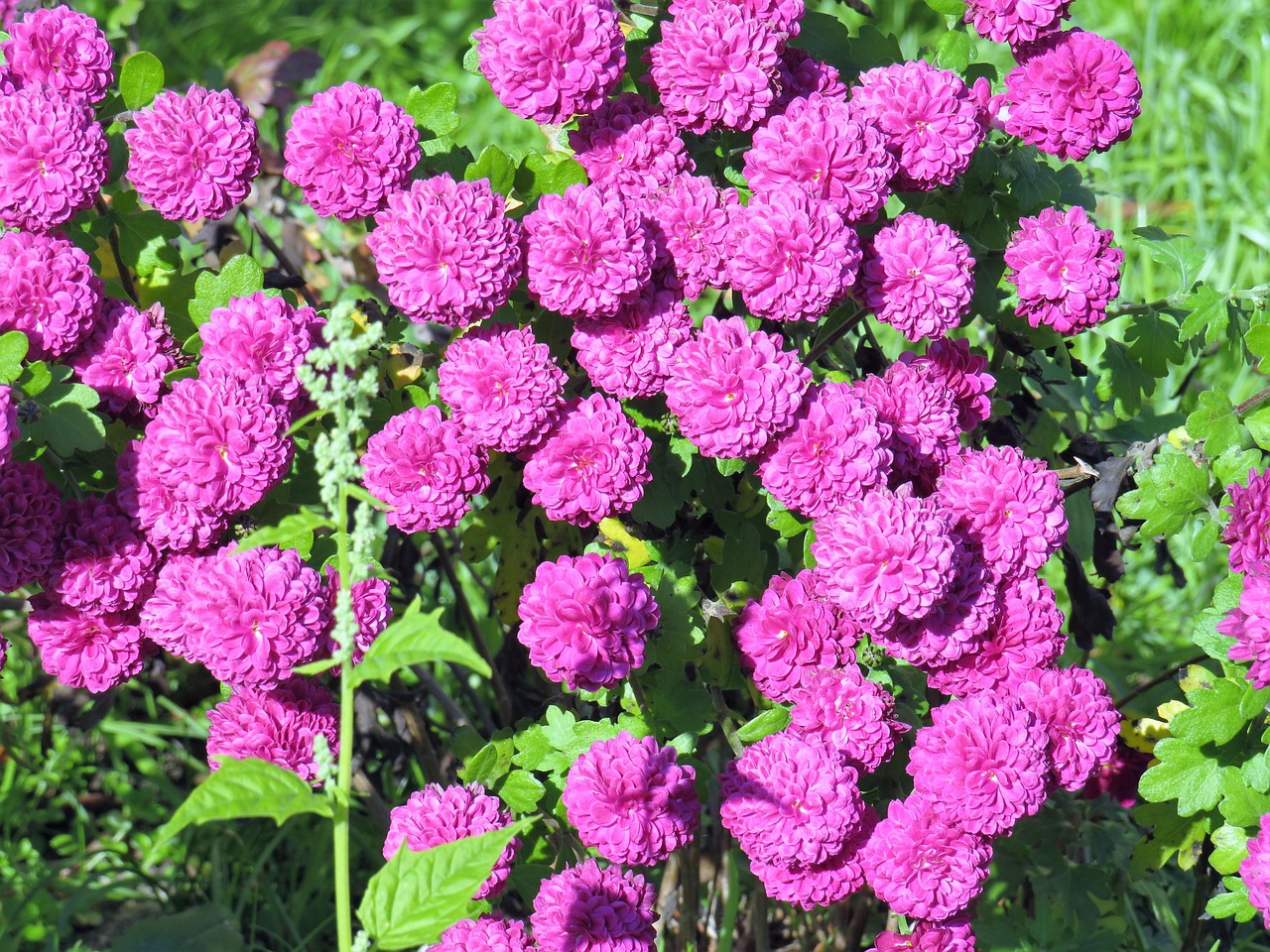 Blumen Natur - Kostenloses Foto auf Pixabay - Pixabay