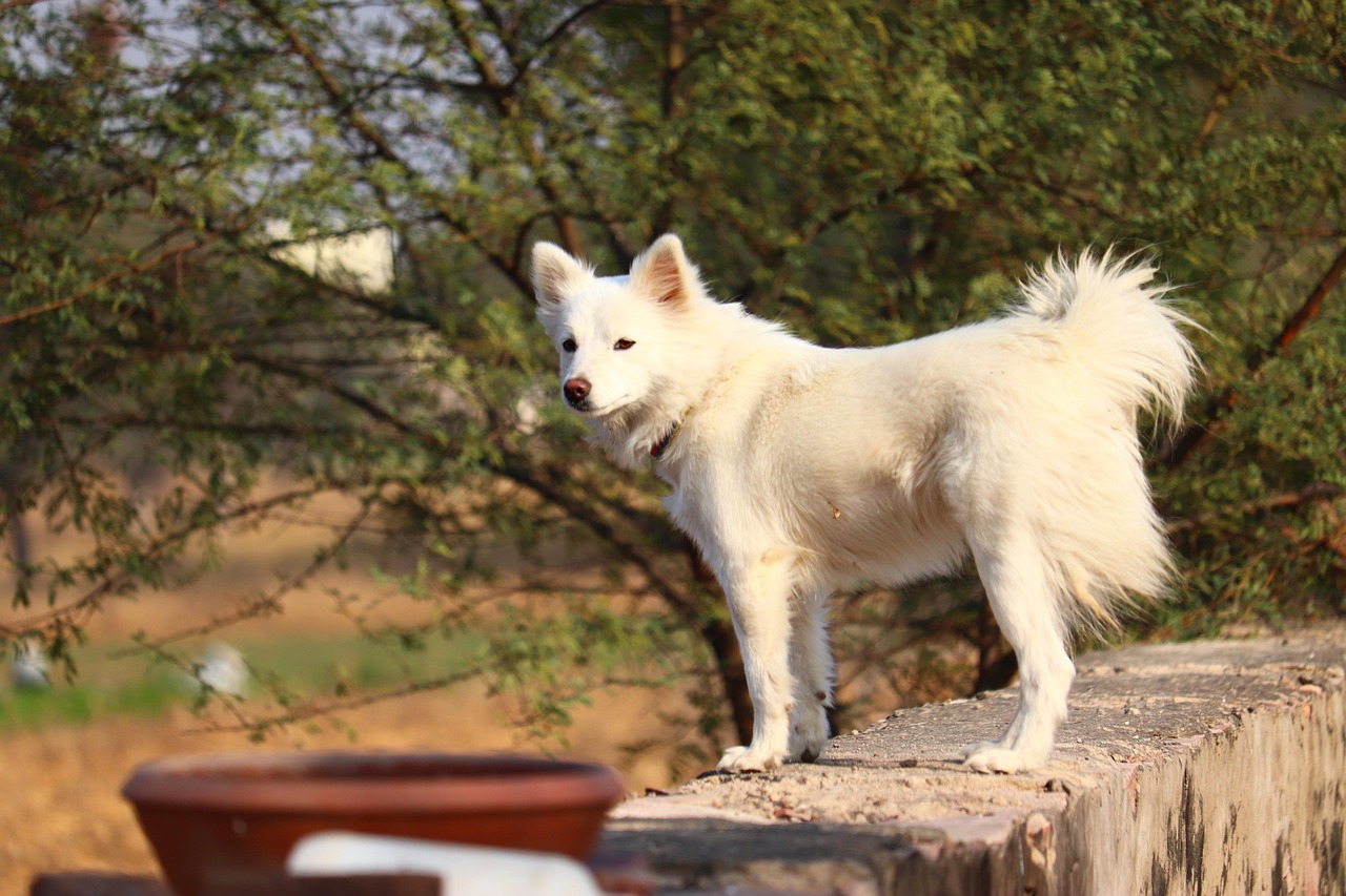 Animal Perro Mamífero - Foto gratis en Pixabay