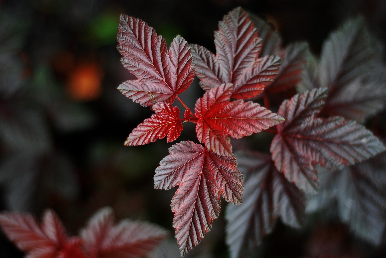 Leaves Nature Background - Free photo on Pixabay