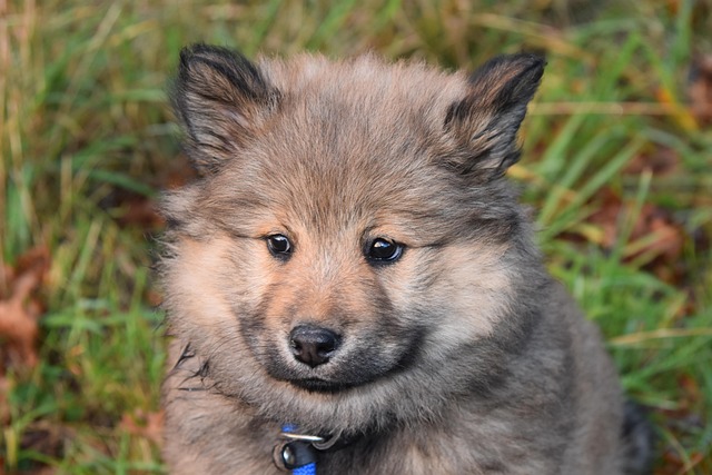 400,000+ Free Dog Without Background & Dog Images - Pixabay