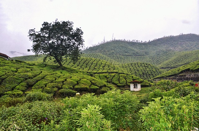 Munnar Kerala Nature - Free photo on Pixabay