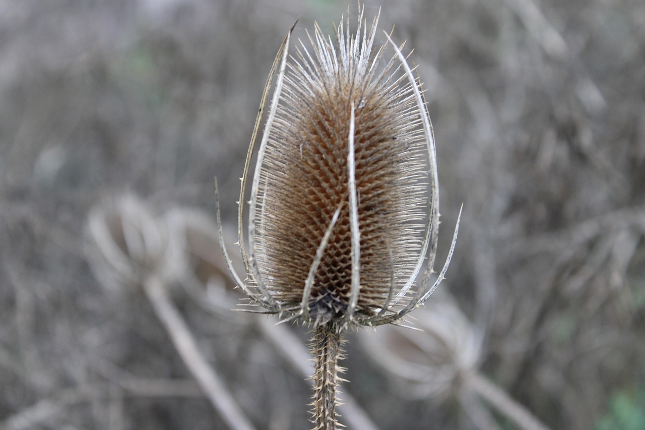 Dandeli Flower Plant - Free photo on Pixabay - Pixabay
